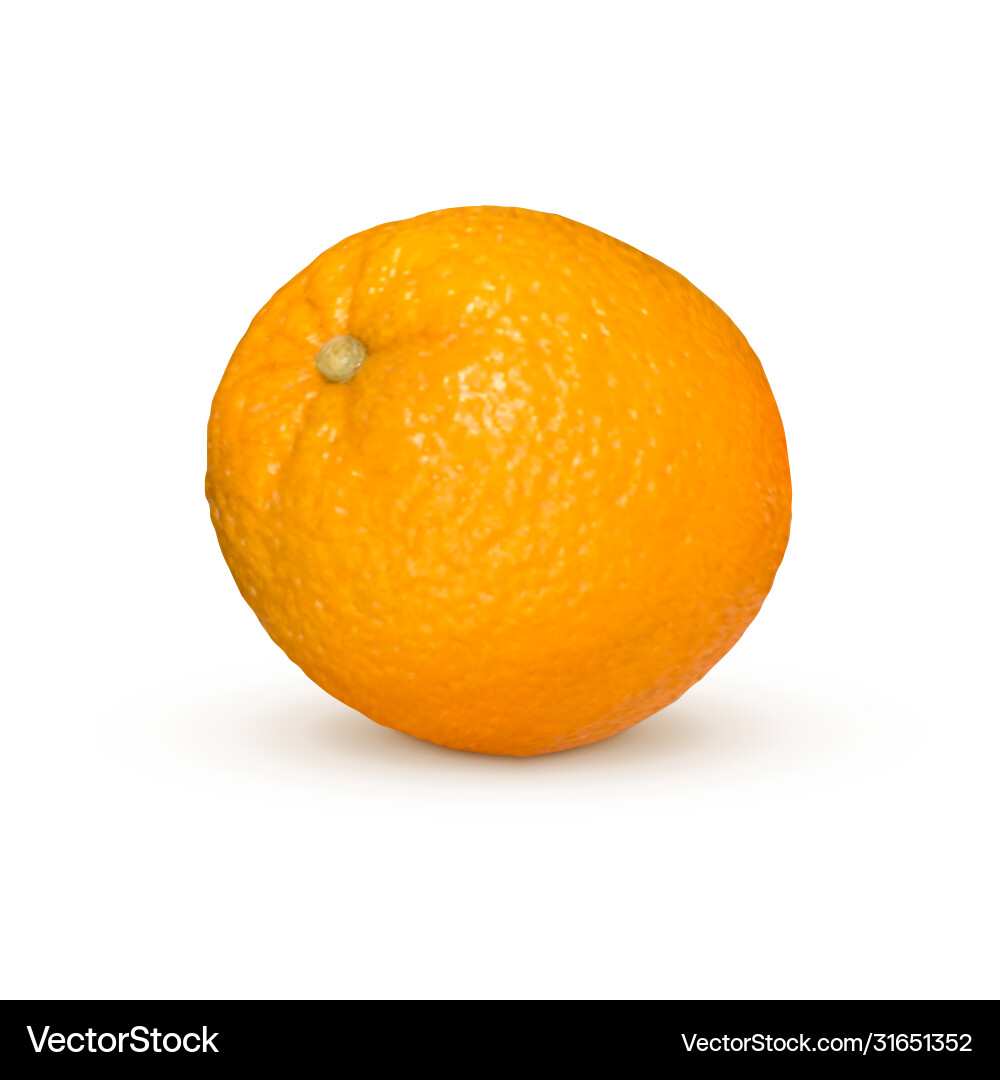 Realistic orange isolated on white background Vector Image