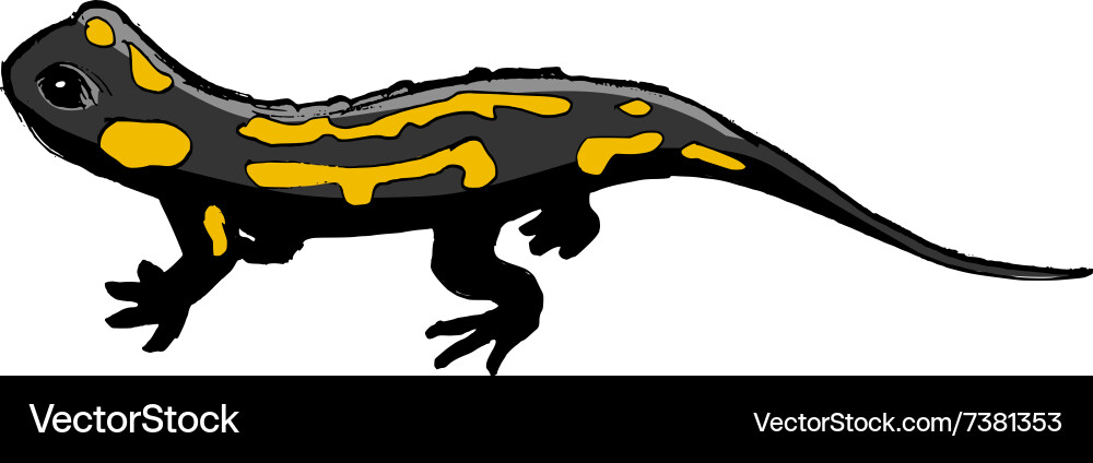 Salamander Royalty Free Vector Image - VectorStock