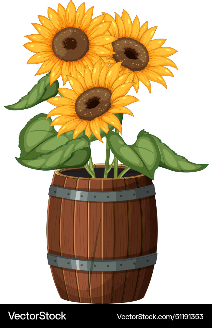 Three vibrant sunflowers arranged in a rustic Vector Image