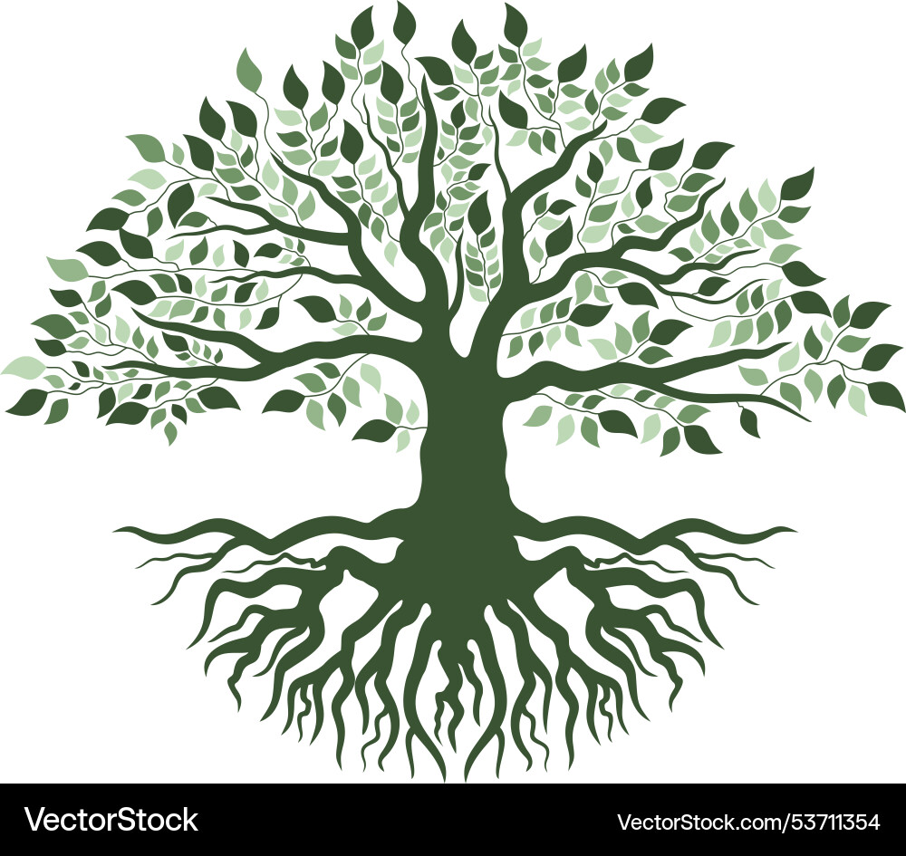 Tree Roots and Canopies Royalty Free Vector Image