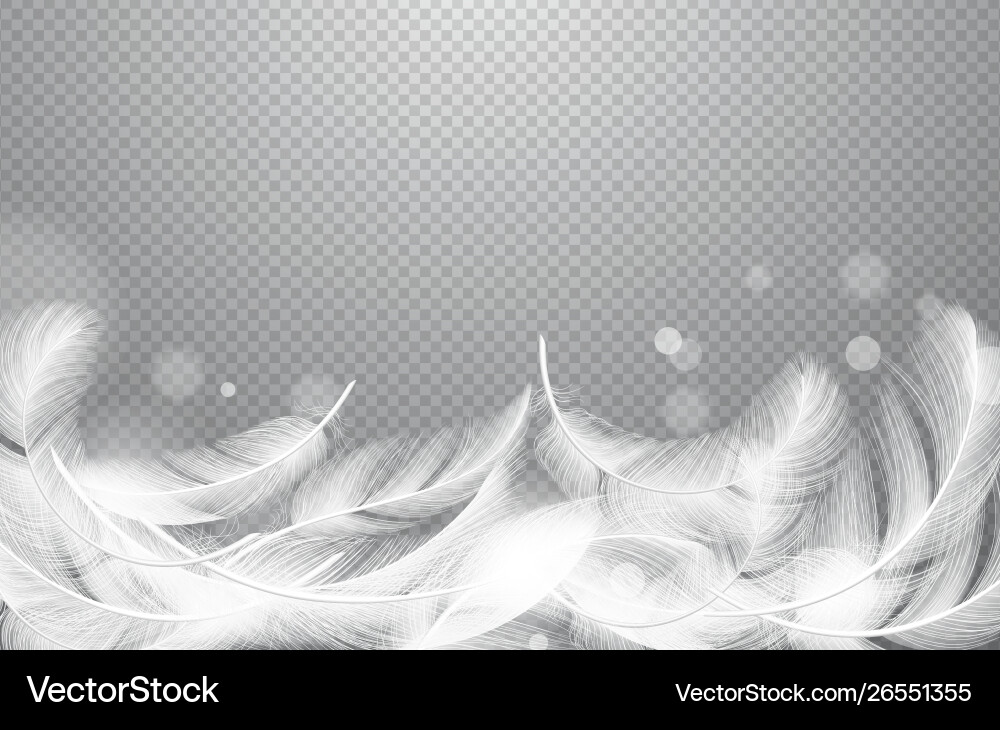Falling feathers realistic floating white Vector Image