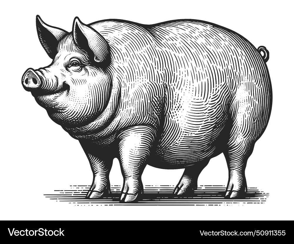 Fat pig engraving sketch Royalty Free Vector Image