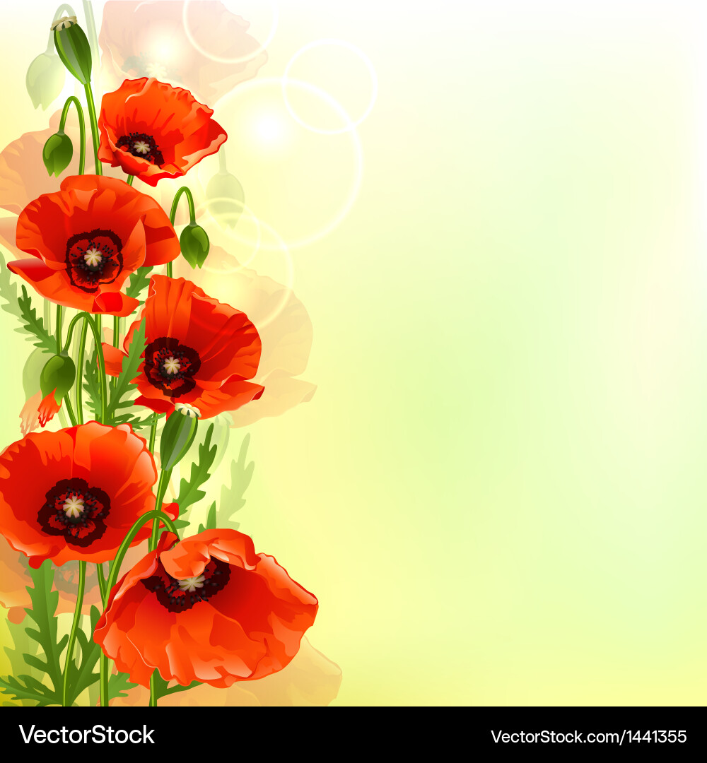 Poppy background Royalty Free Vector Image - VectorStock