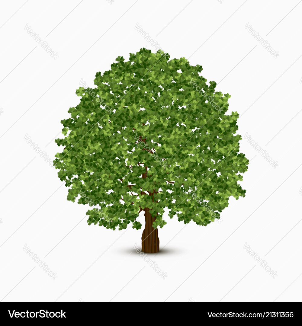 Tree Royalty Free Vector Image - VectorStock