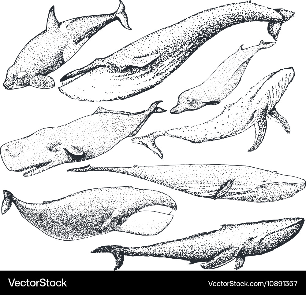 Set of hand drawn whales Royalty Free Vector Image