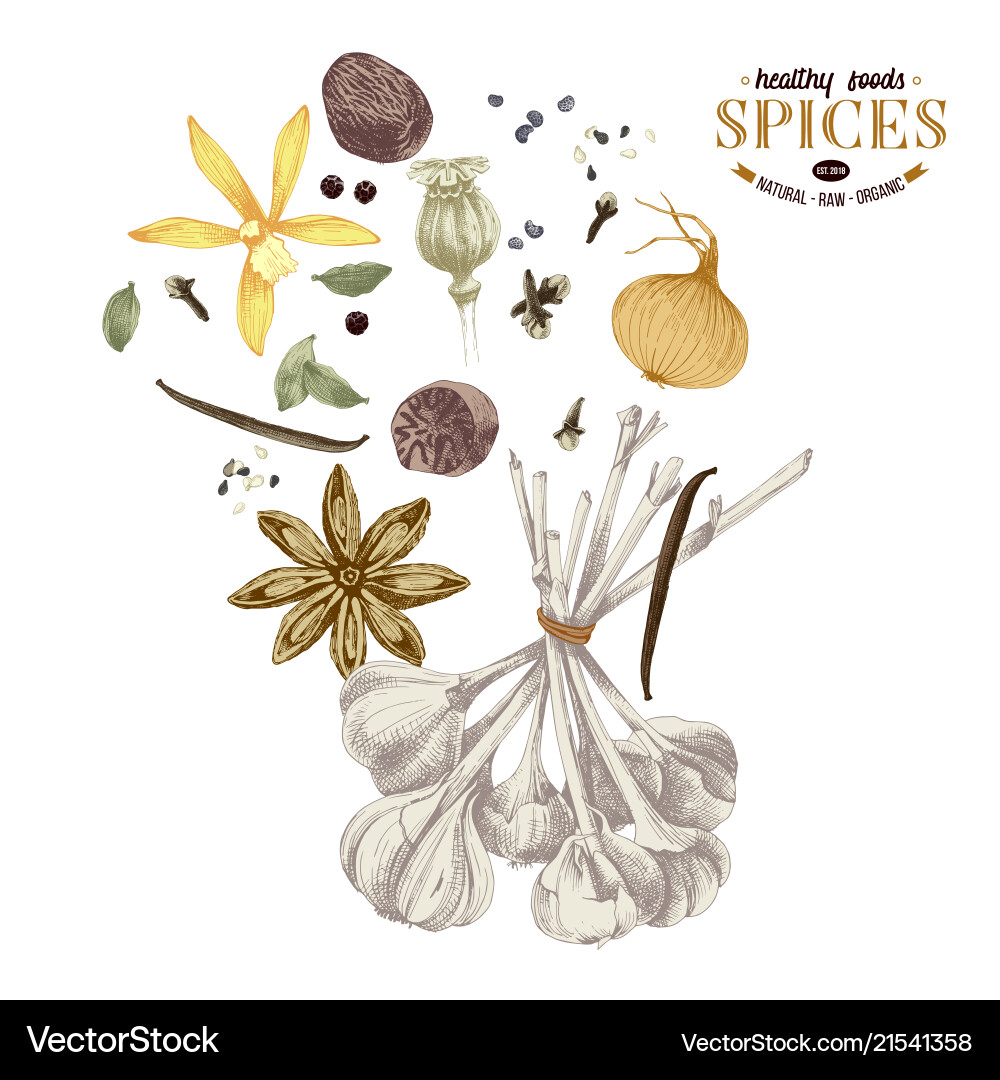 Hand Drawn Spice Background Royalty Free Vector Image