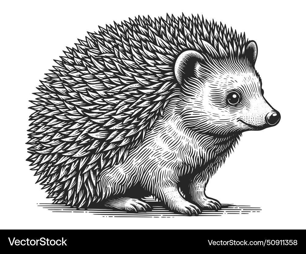 Hedgehog engraving sketch Royalty Free Vector Image