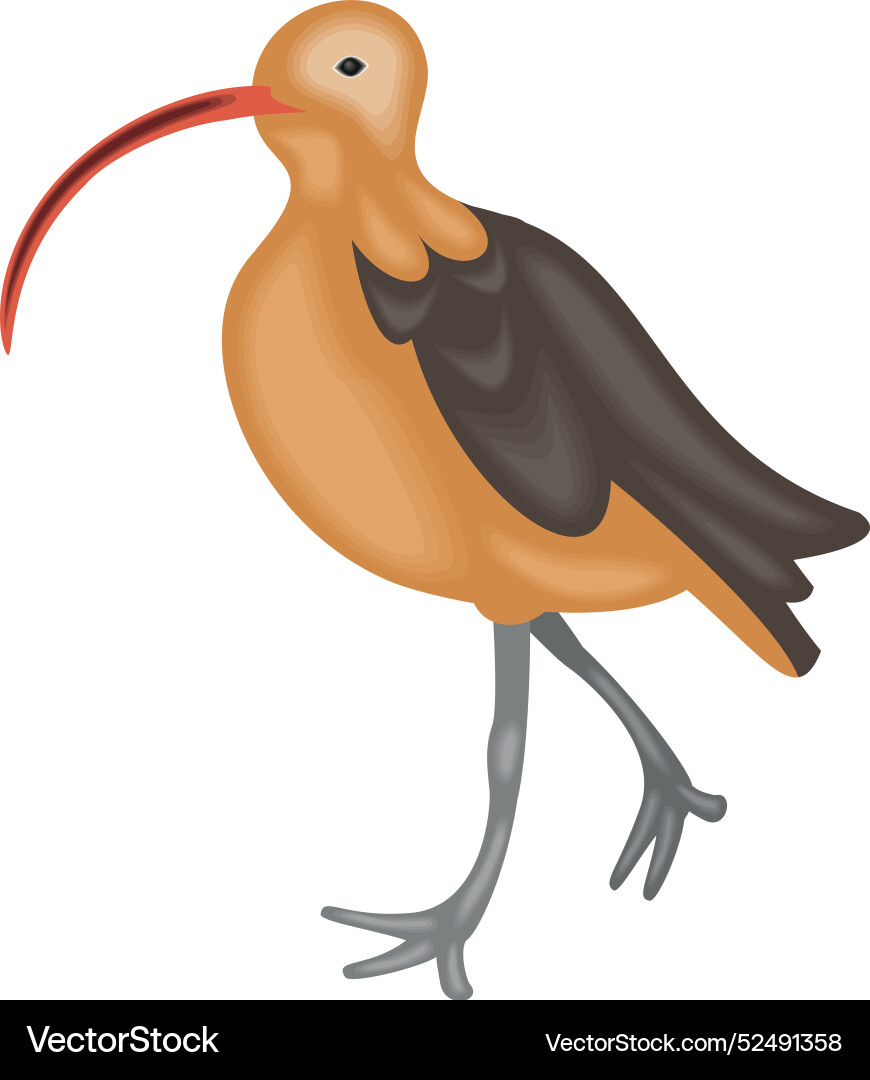 Ibis species of bird Royalty Free Vector Image
