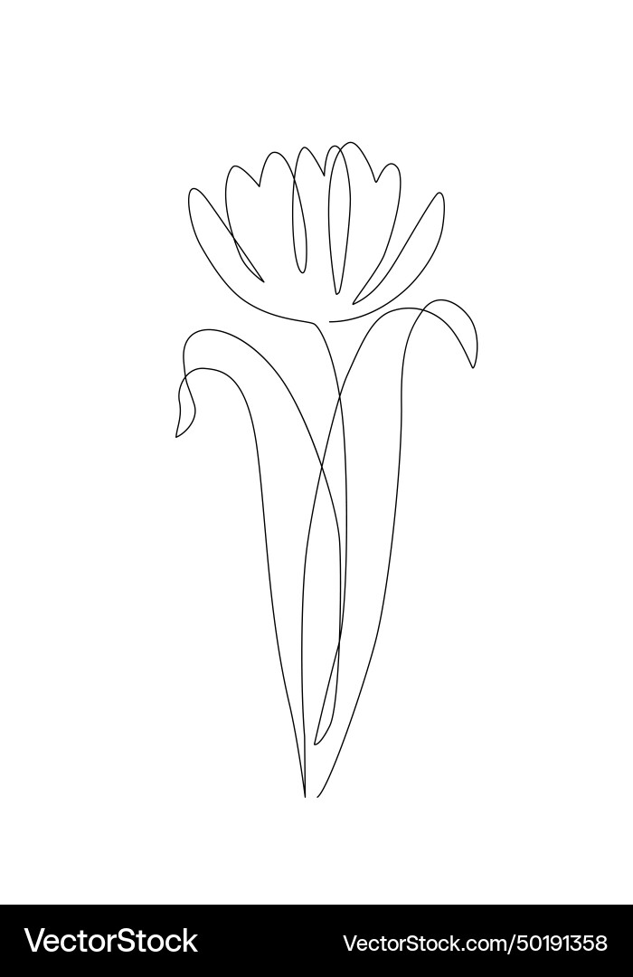 Tulip flower continuous line art drawing style Vector Image