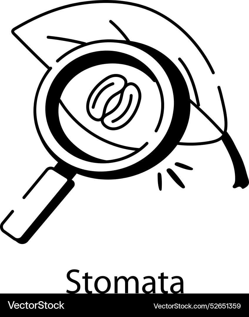 Stomata Lizenzfreies Vektorbild - VectorStock