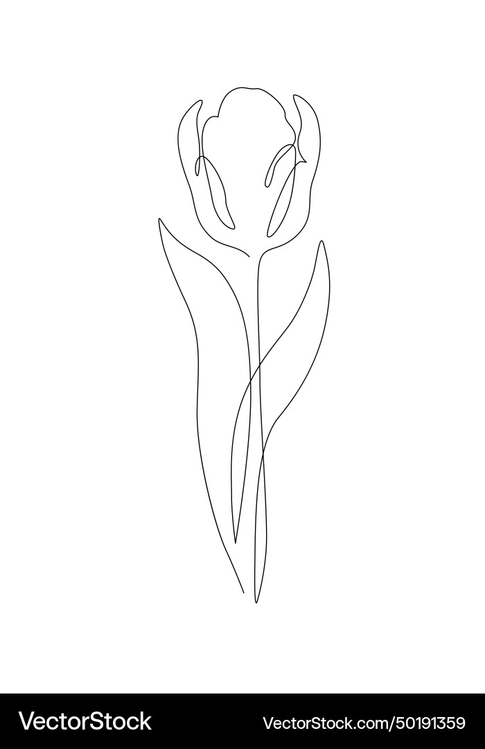 Tulip flower continuous line art drawing style Vector Image