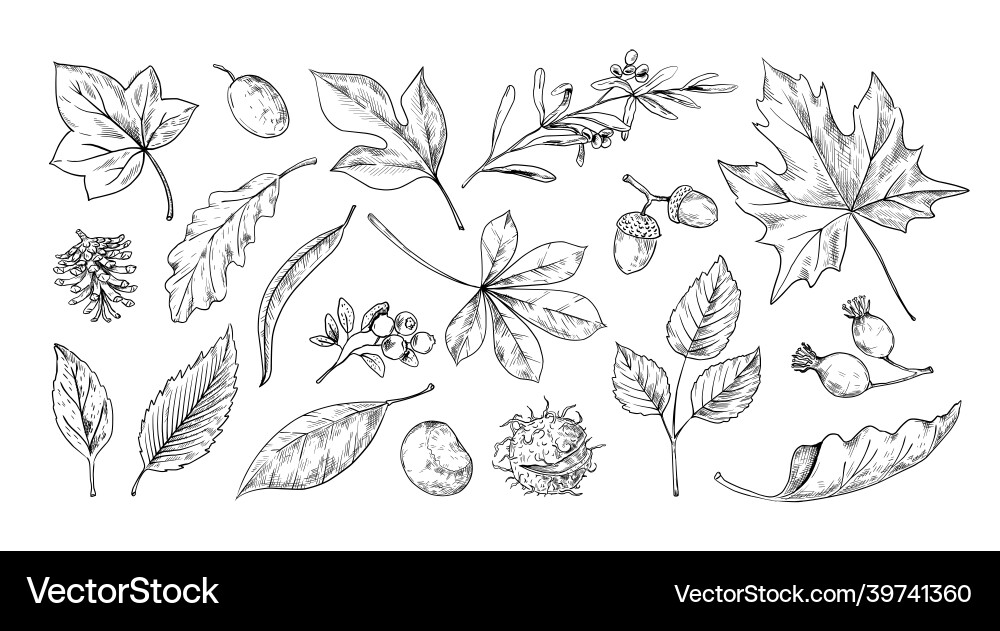 Autumn leaves sketch hand drawn fall foliage Vector Image