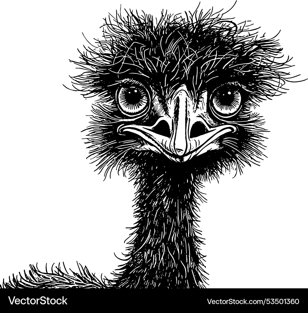 Cartoon emu Royalty Free Vector Image - VectorStock