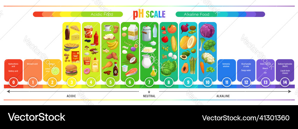 Ph scale chart food acid balance measure meter Vector Image