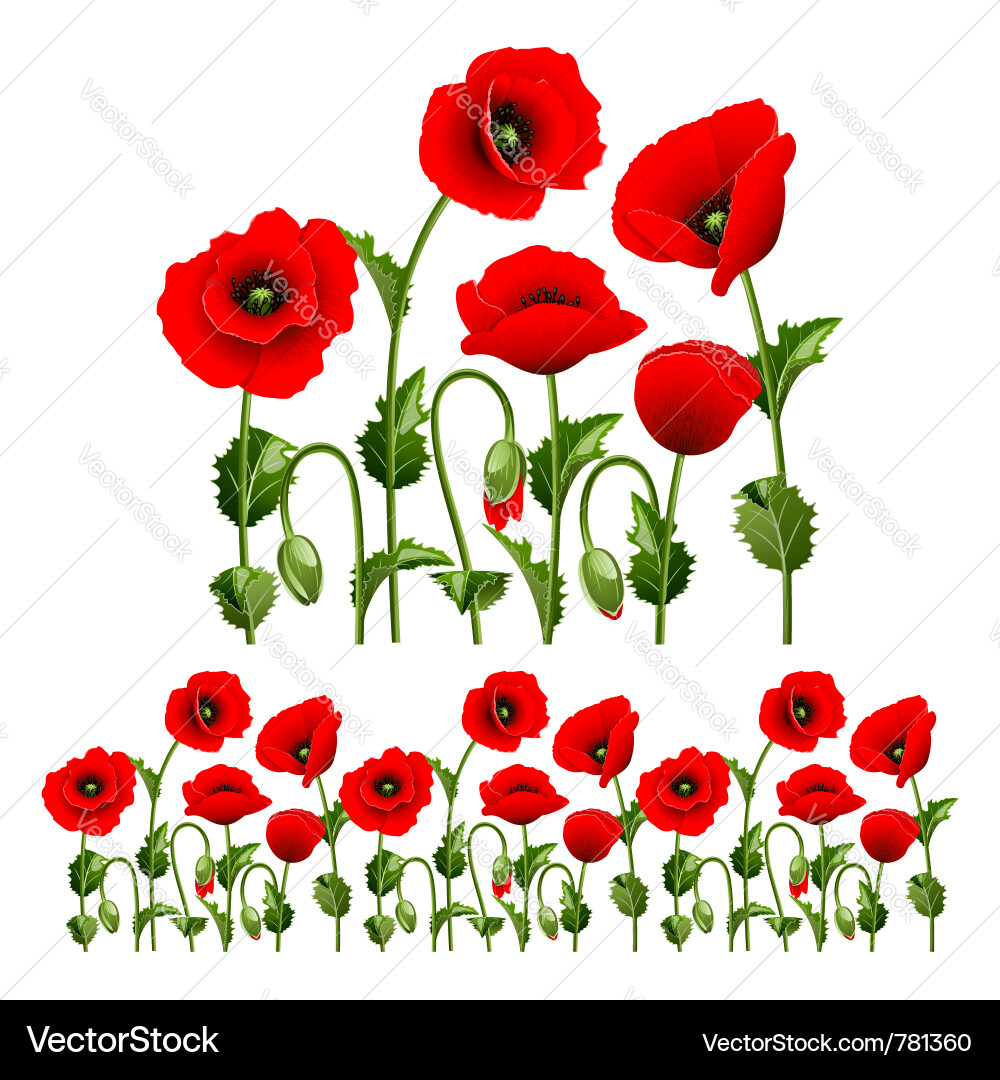 Poppies Royalty Free Vector Image - VectorStock