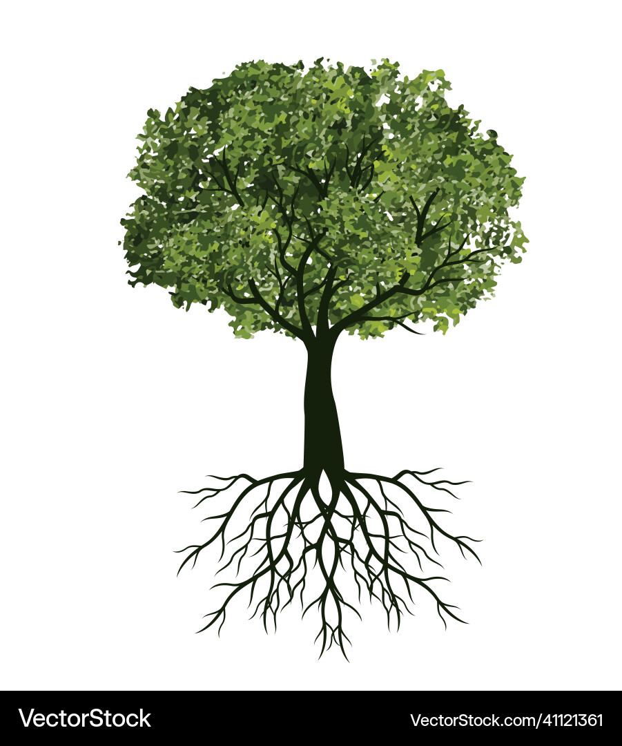 Green tree with roots outline Royalty Free Vector Image