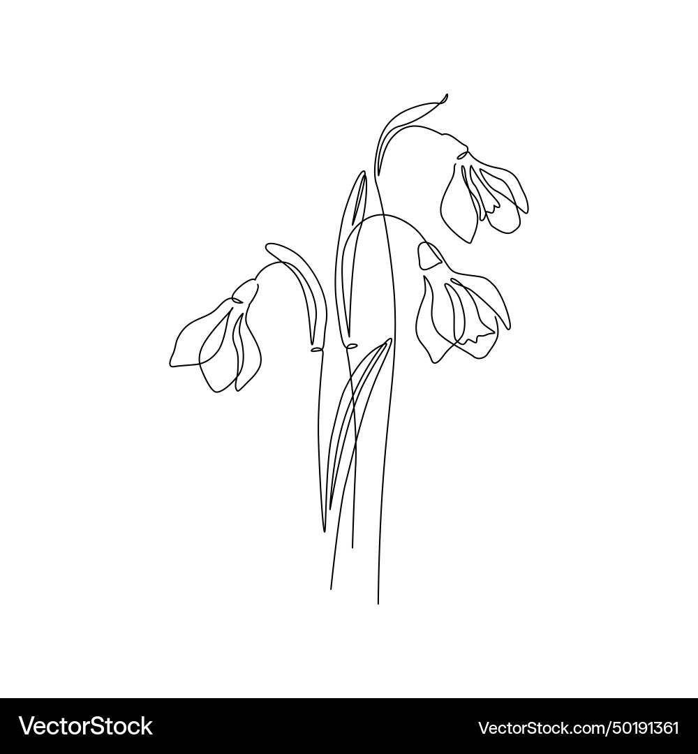 Snowdrops flower continuous line art drawing Vector Image