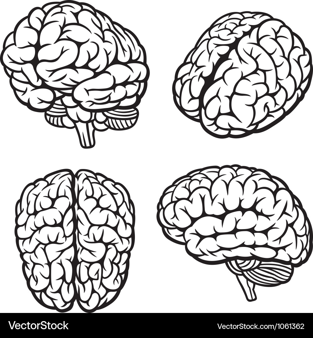 Brain Vector Images (over 240,000)