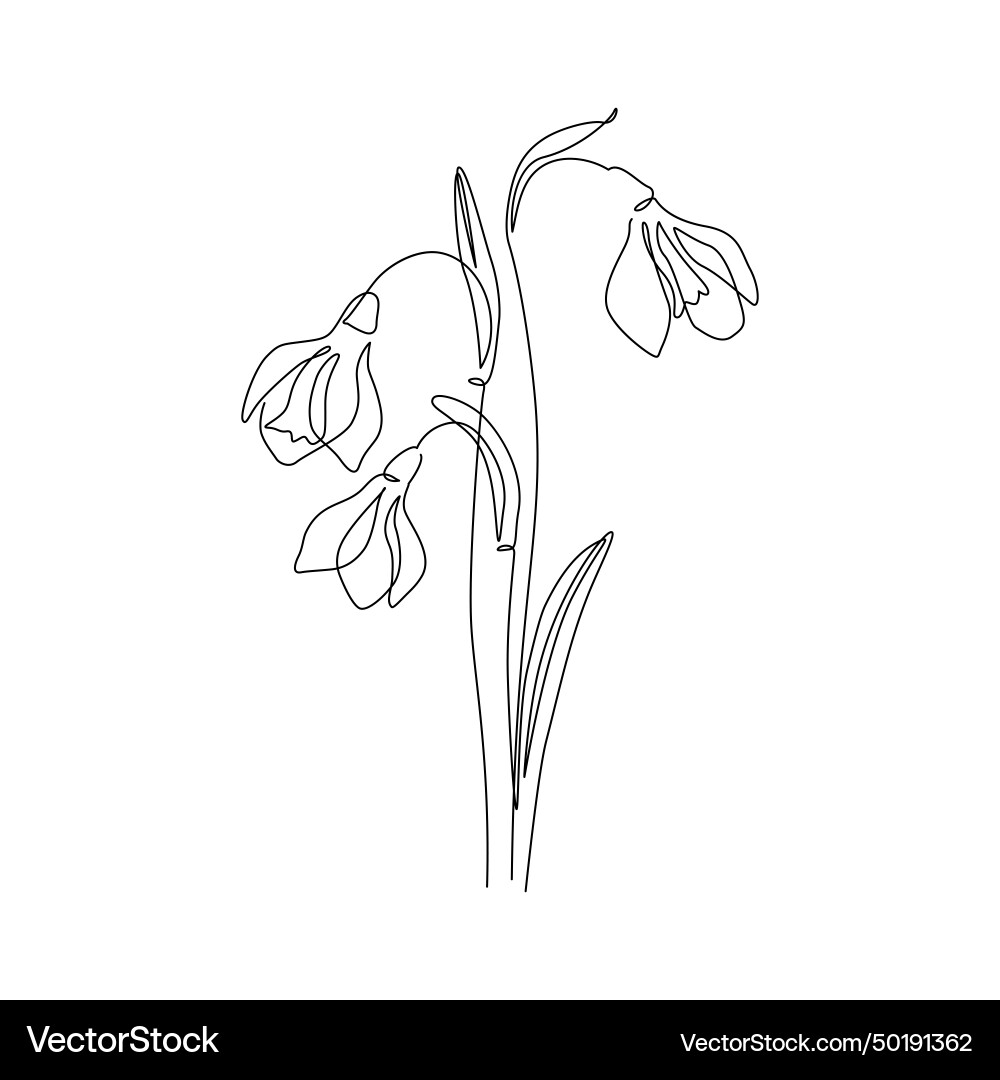 Snowdrops flower continuous line art drawing Vector Image