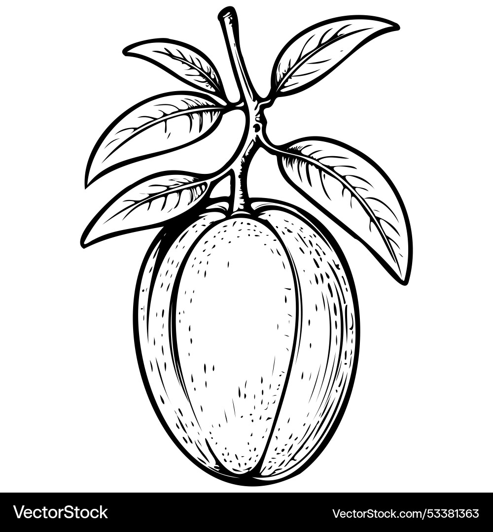 Drawing fruit young mango engraving Royalty Free Vector