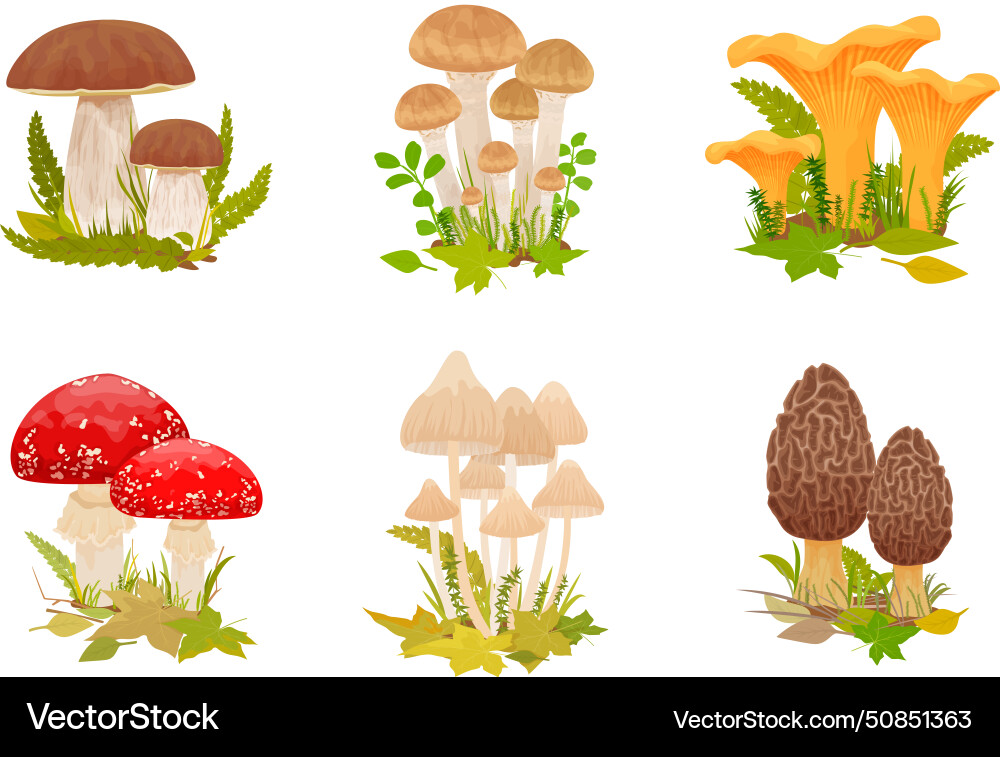 Forest mushrooms compositions set Royalty Free Vector Image