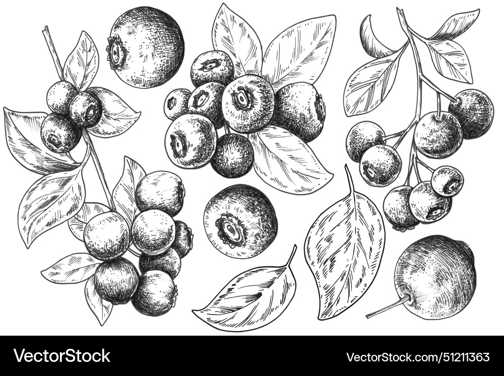 Hand drawn blueberry sketch isolated on white Vector Image
