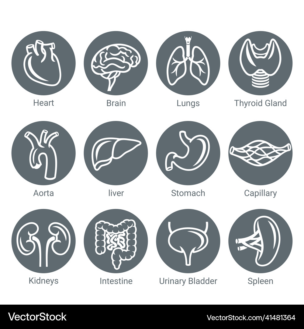 Icon set of human internal organs Royalty Free Vector Image