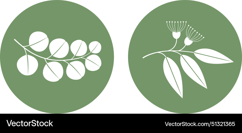 Eucalyptus Royalty Free Vector Image - VectorStock