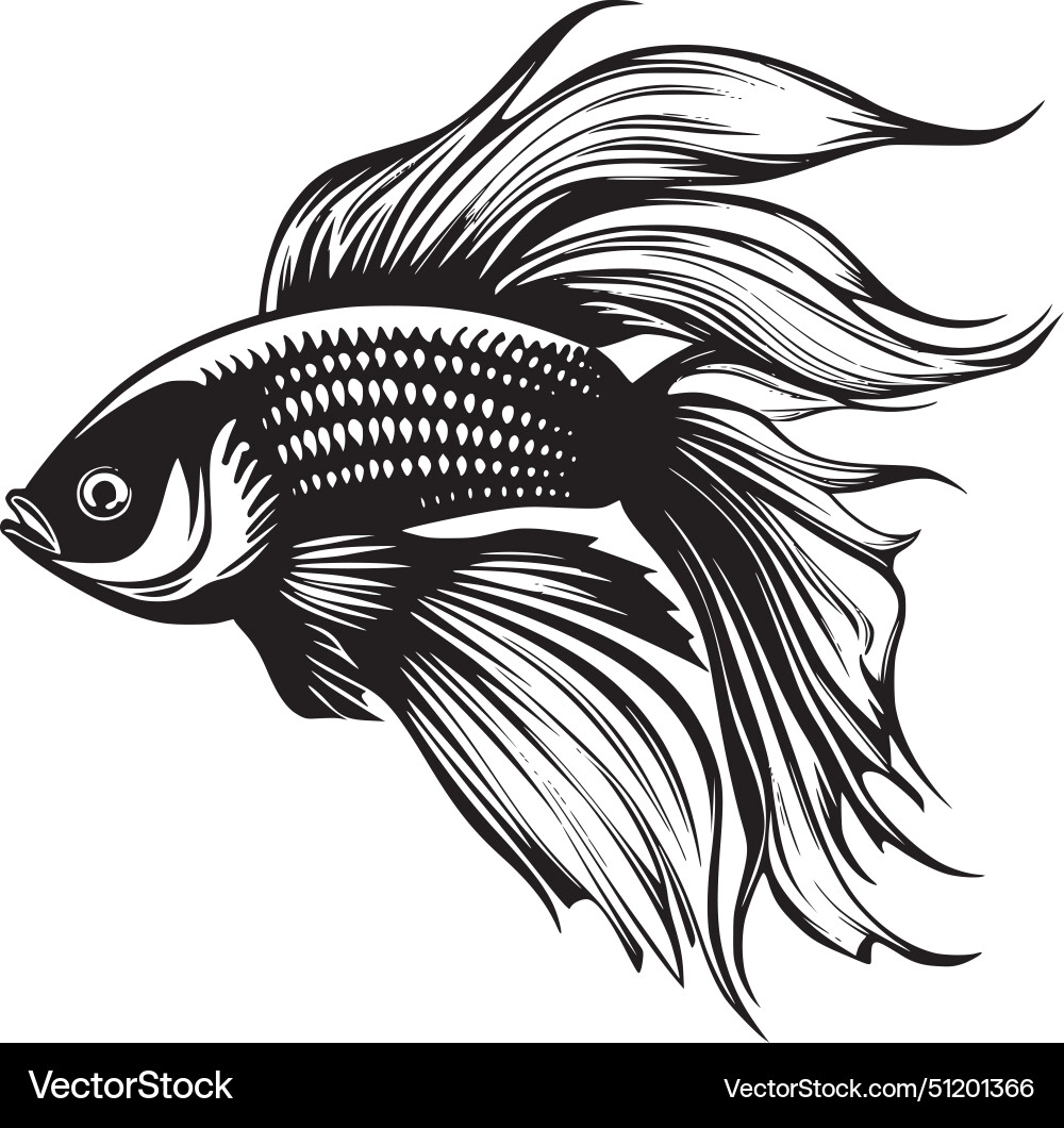 Betta fish - black and white isolated icon Vector Image