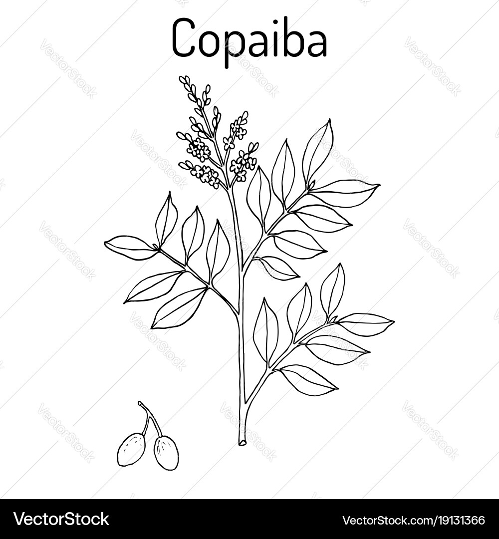 Copaiba copaifera officinalis Heilpflanze Vektorbild