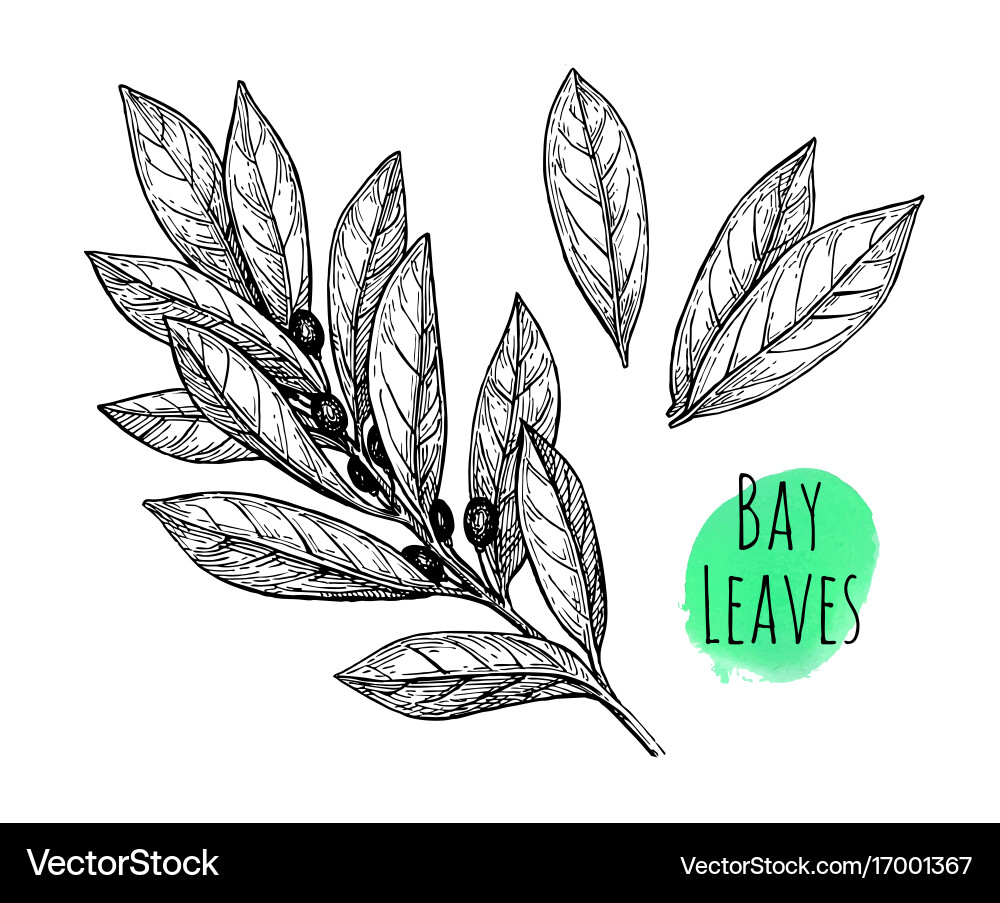 Bay Leaves - Botanical Set Royalty Free Vector Image