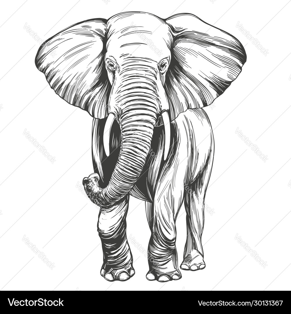 Elephant hand drawn realistic Royalty Free Vector Image