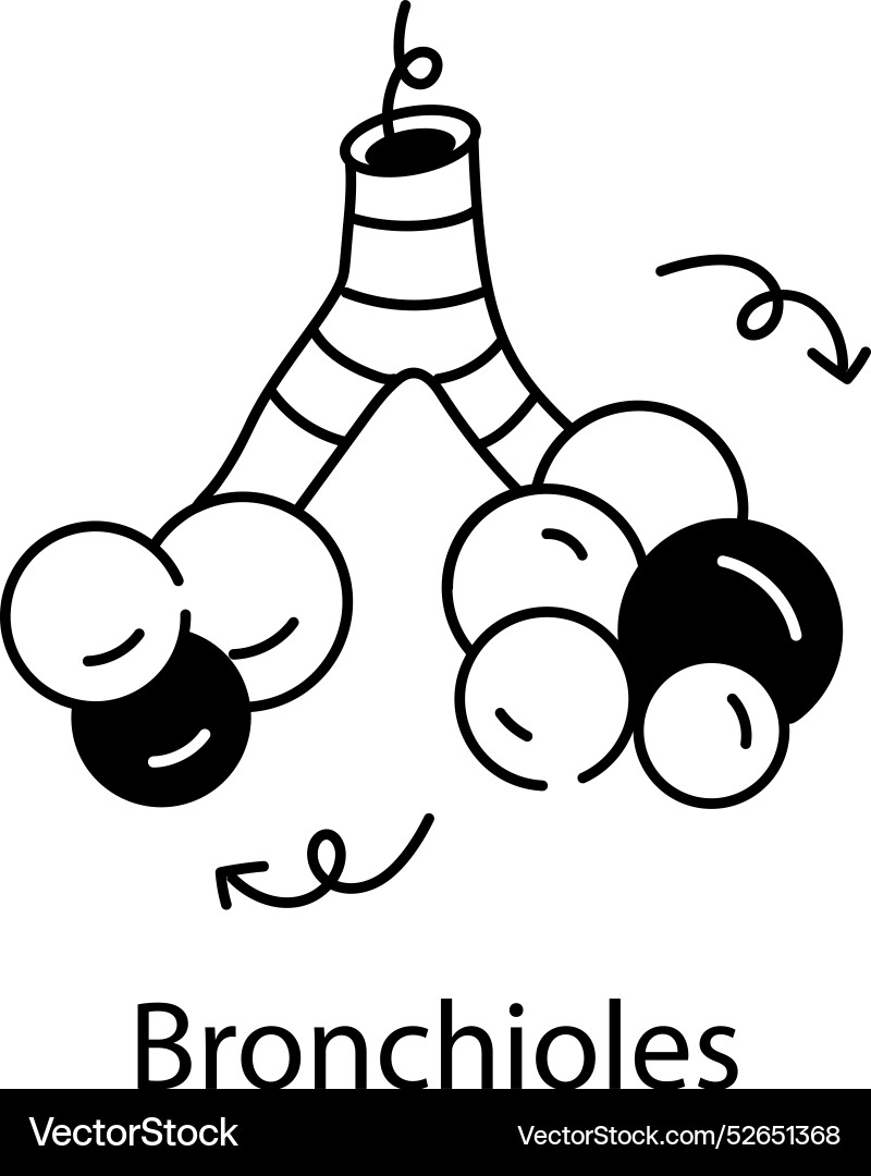 Bronchioles Royalty Free Vector Image - VectorStock