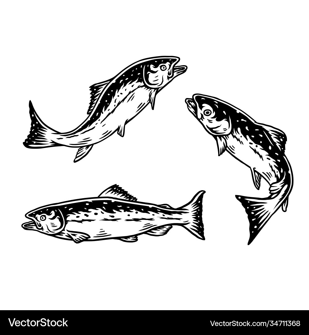 Set salmon Royalty Free Vector Image - VectorStock