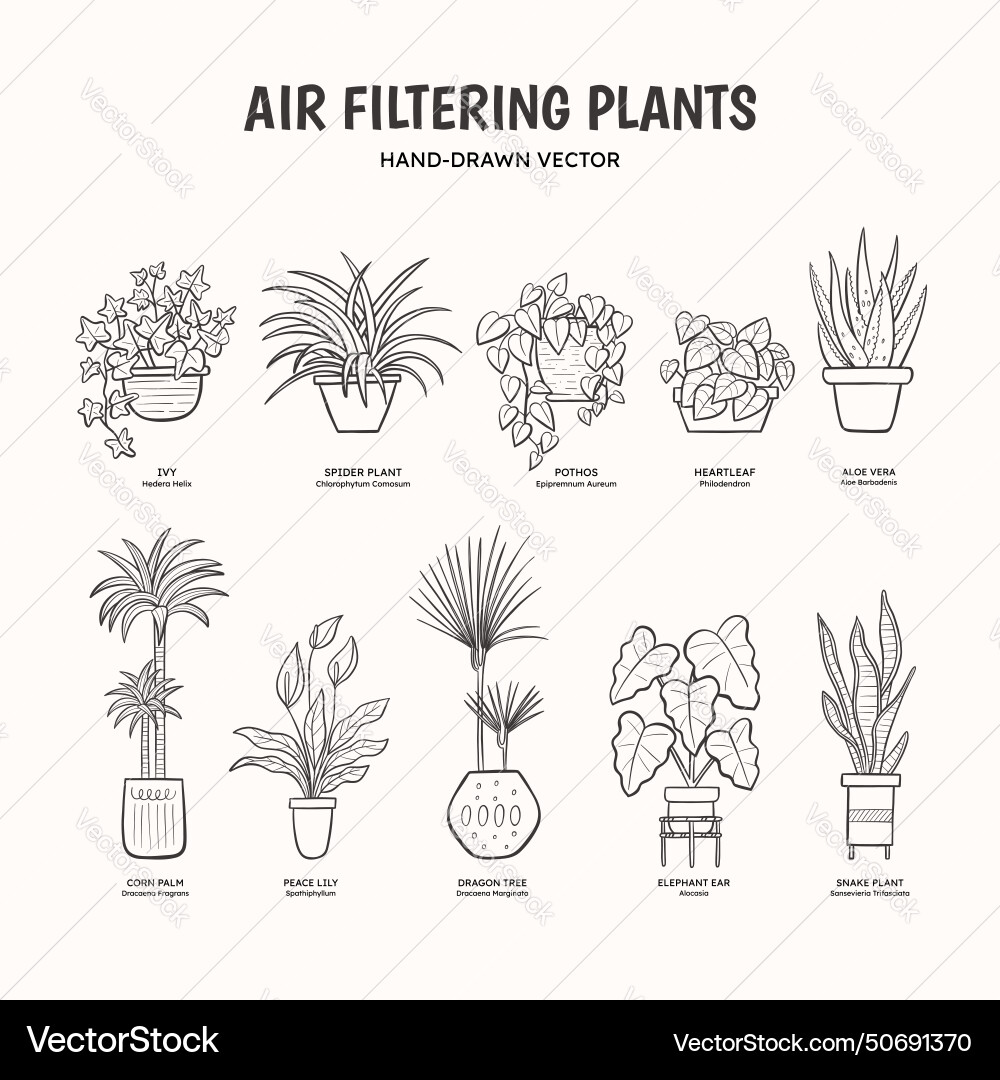 Air filtering plants - lineart Royalty Free Vector Image