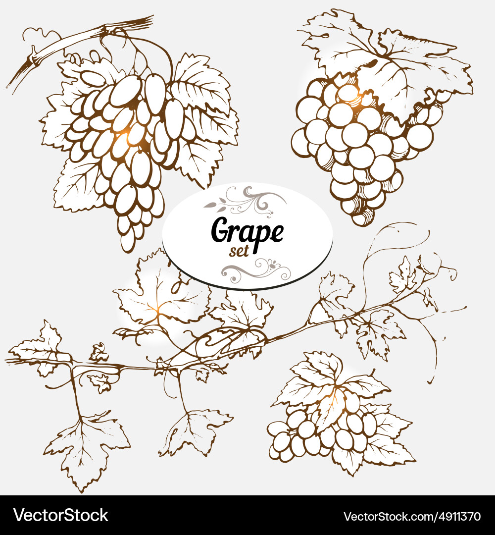 Grape set Royalty Free Vector Image - VectorStock