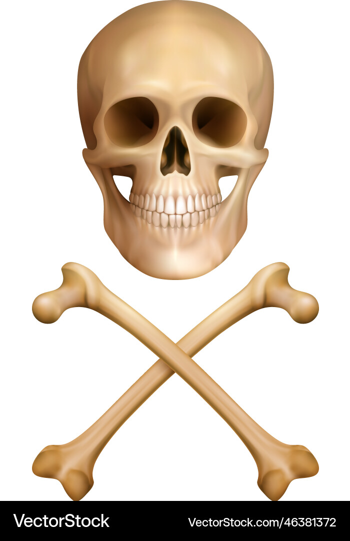 Realistic skull Royalty Free Vector Image - VectorStock