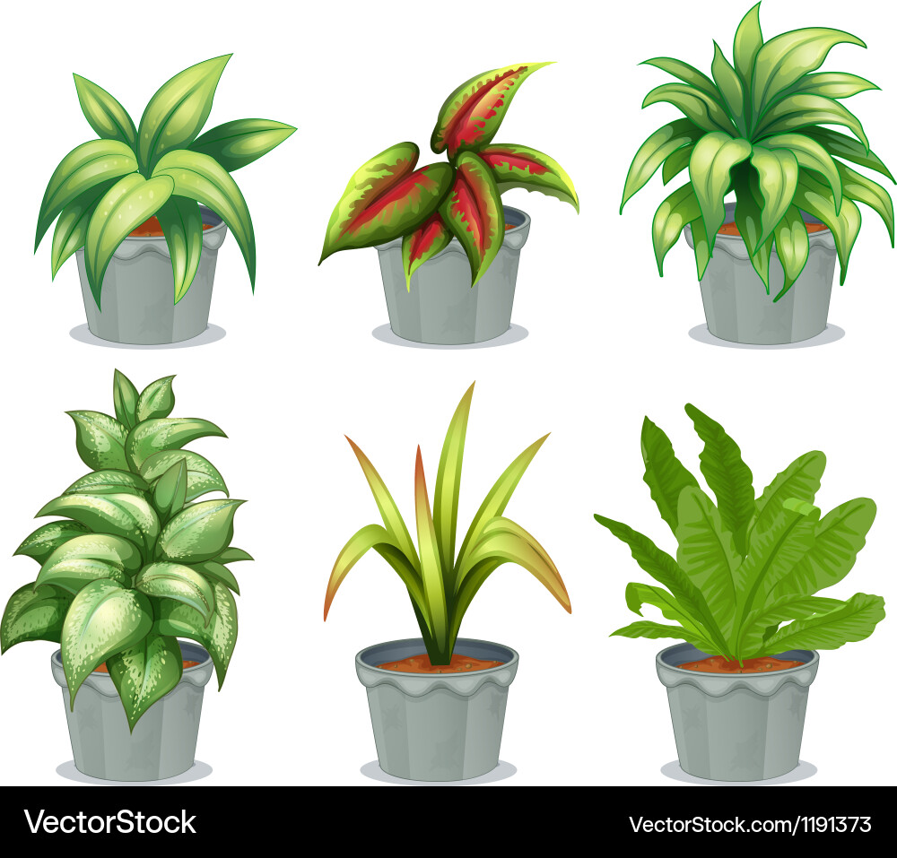 Green leafy plants Royalty Free Vector Image - VectorStock