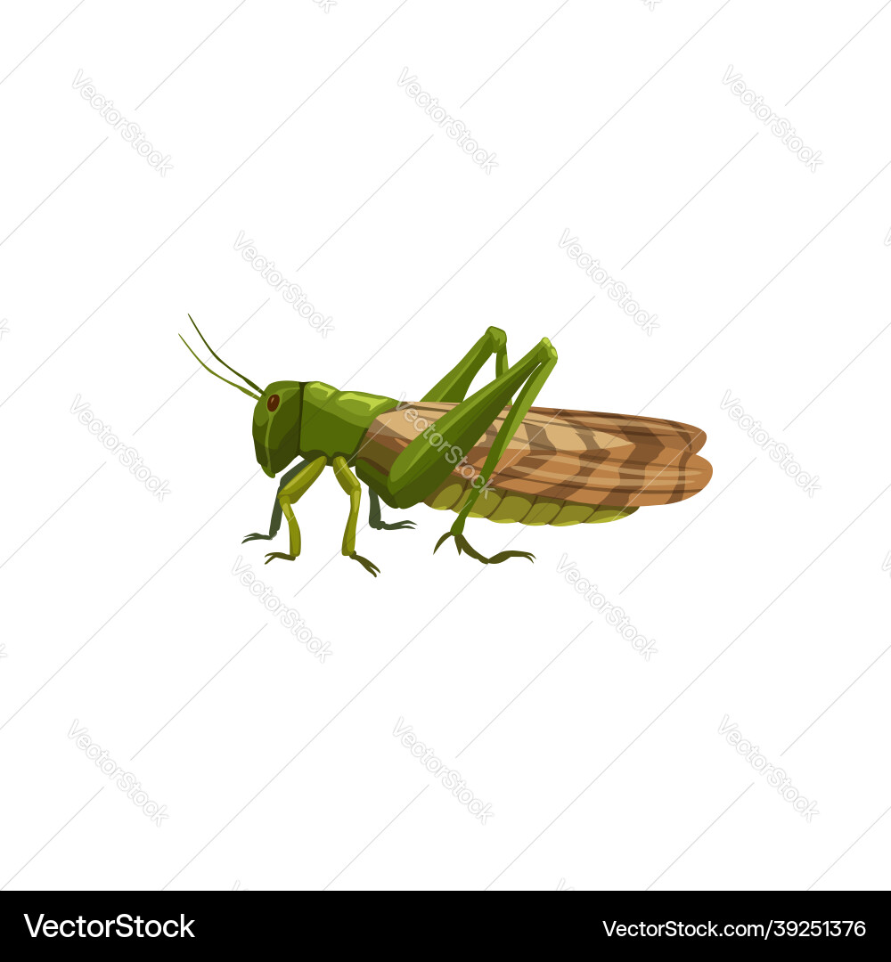 Locust grasshopper icon pest control insect Vector Image