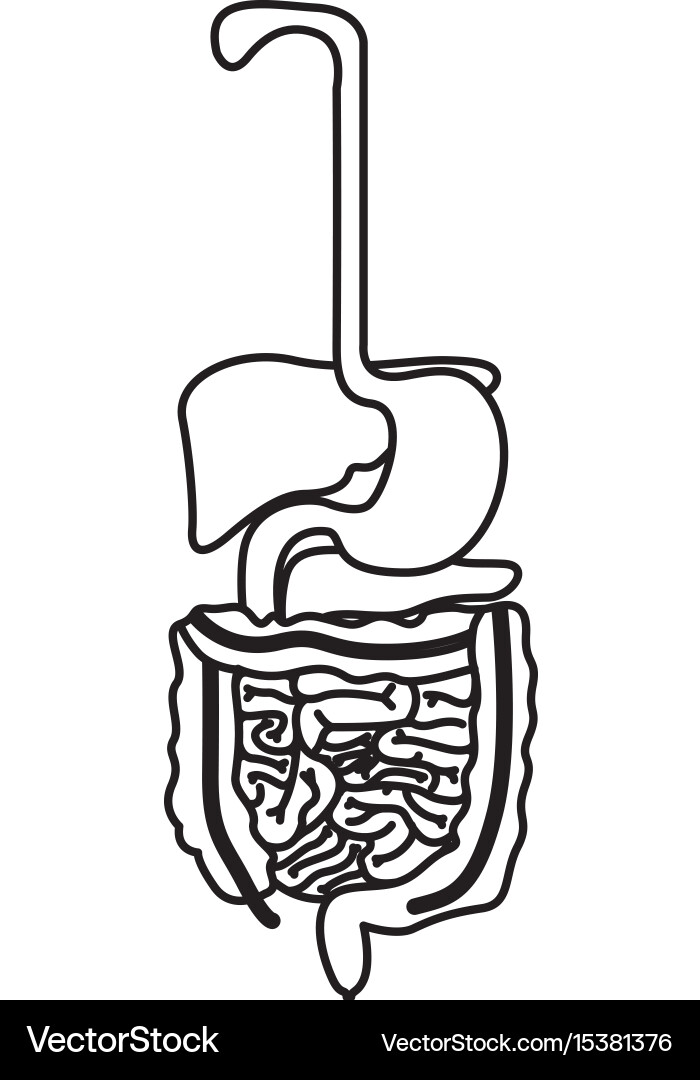 Sketch silhouette human digestive system Vector Image