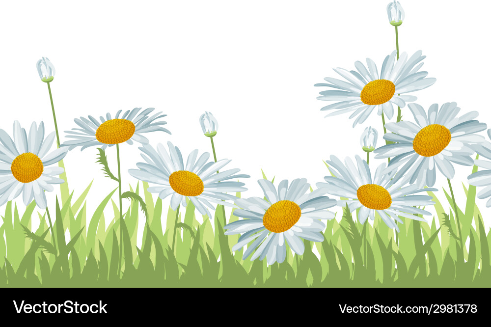 White Daisy Background Royalty Free Vector Image