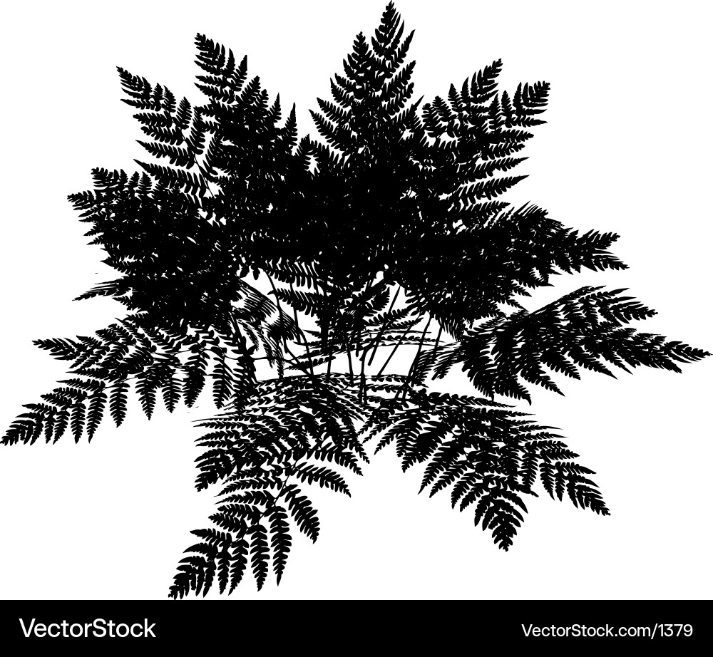 Fern graphic Royalty Free Vector Image - VectorStock