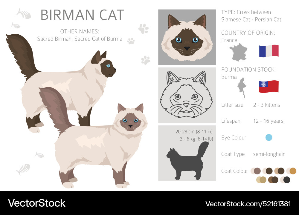 Birman cat clipart all coat colors set Royalty Free Vector