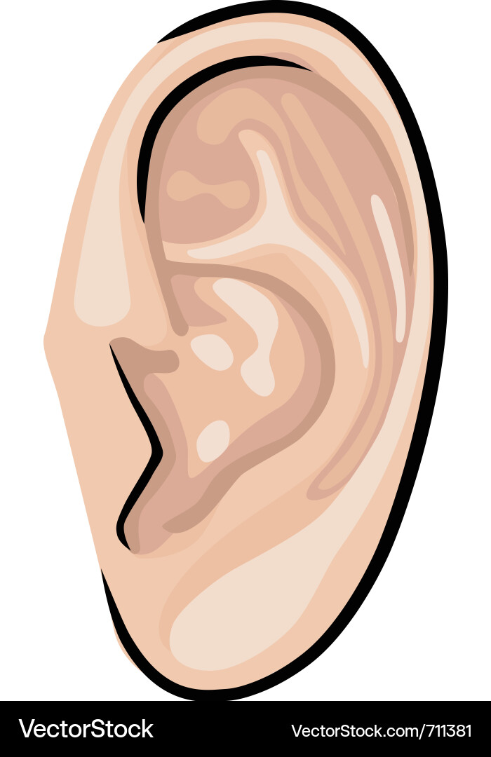 Human ear Royalty Free Vector Image - VectorStock