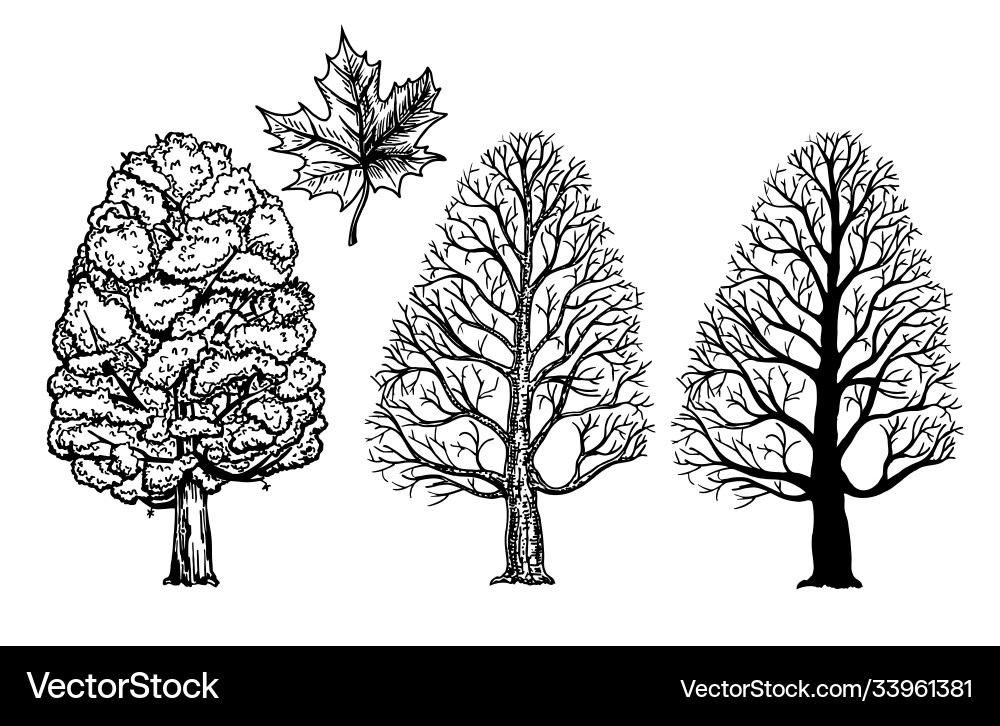 Maple tree with foliage without leaves Royalty Free Vector