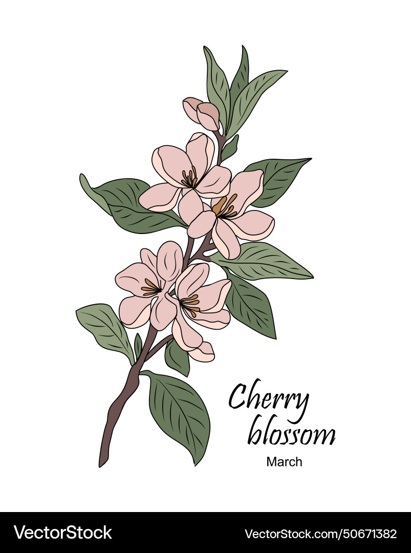 Cherry blossom march birth month flower Royalty Free Vector