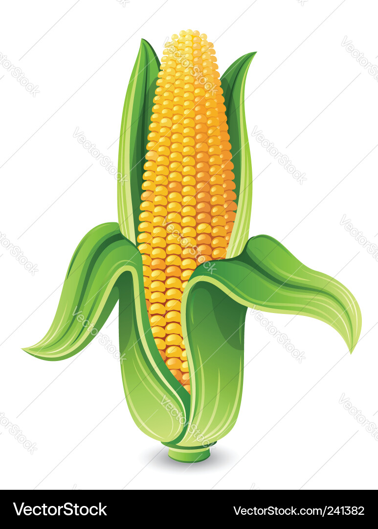 Corn Ear Graphic Royalty Free Vector Image - VectorStock