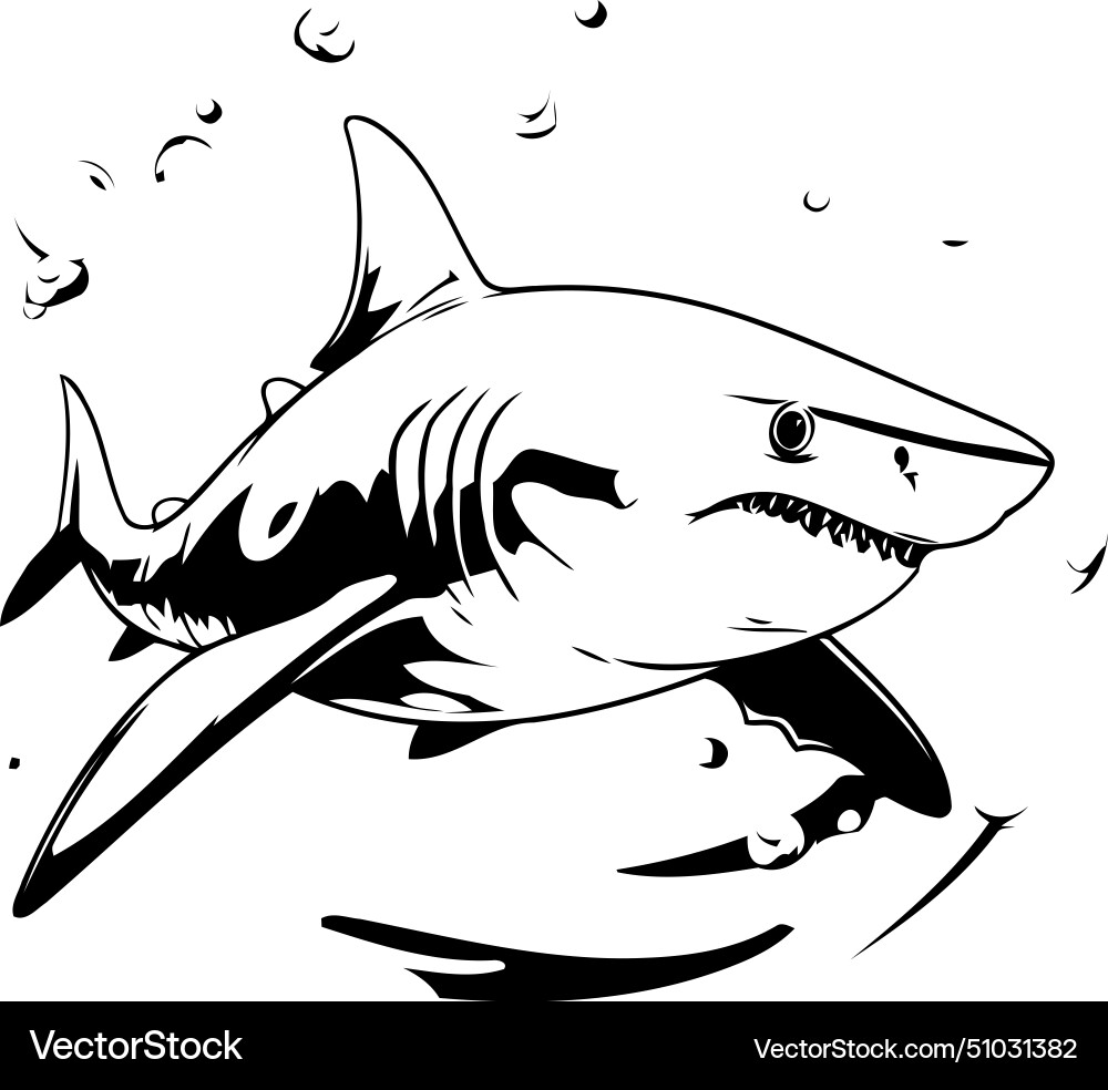 Shark swimming in the water on white background Vector Image