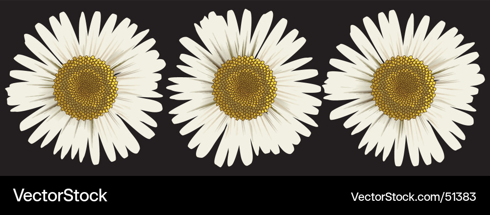 Daisy Royalty Free Vector Image - VectorStock
