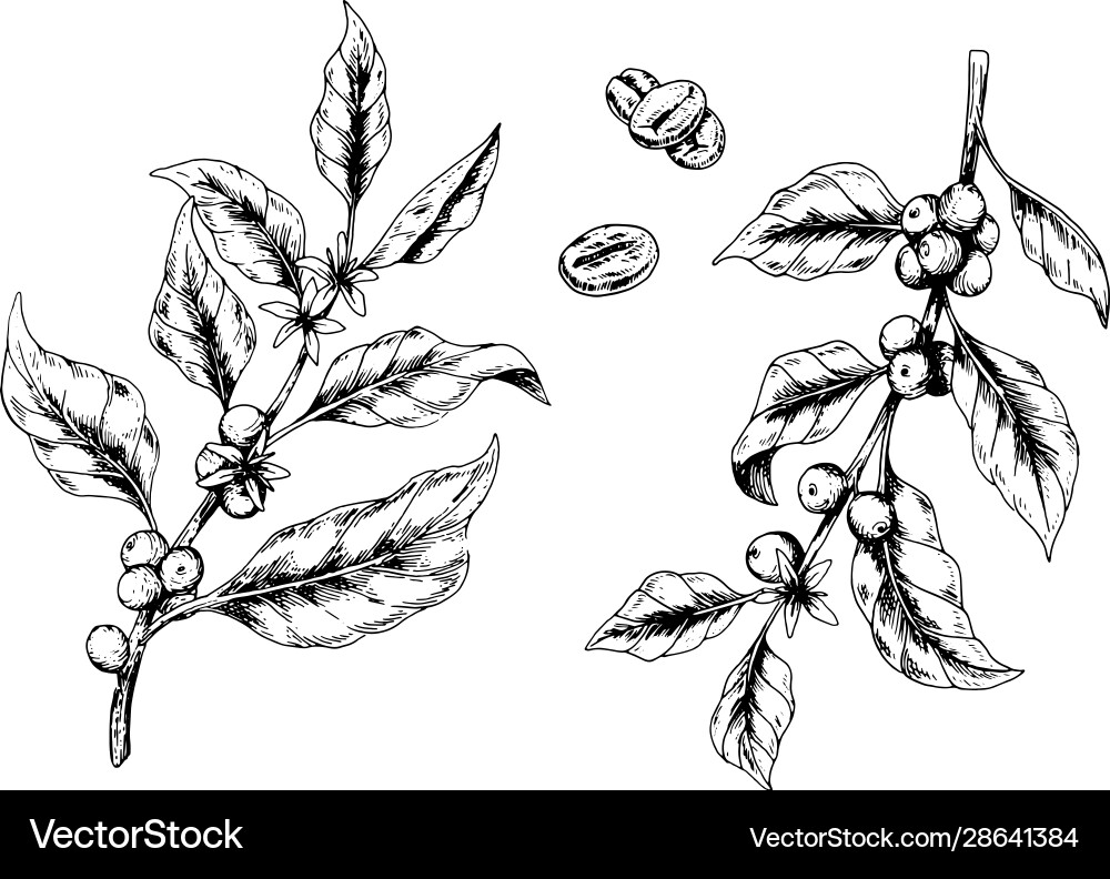 Hand drawn coffee branch Royalty Free Vector Image